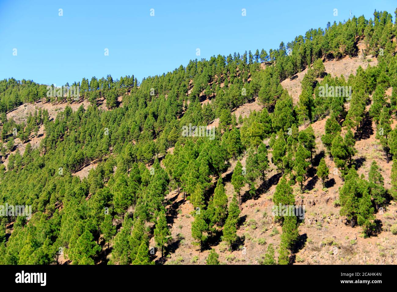 Pinewood tree hi-res stock photography and images - Alamy