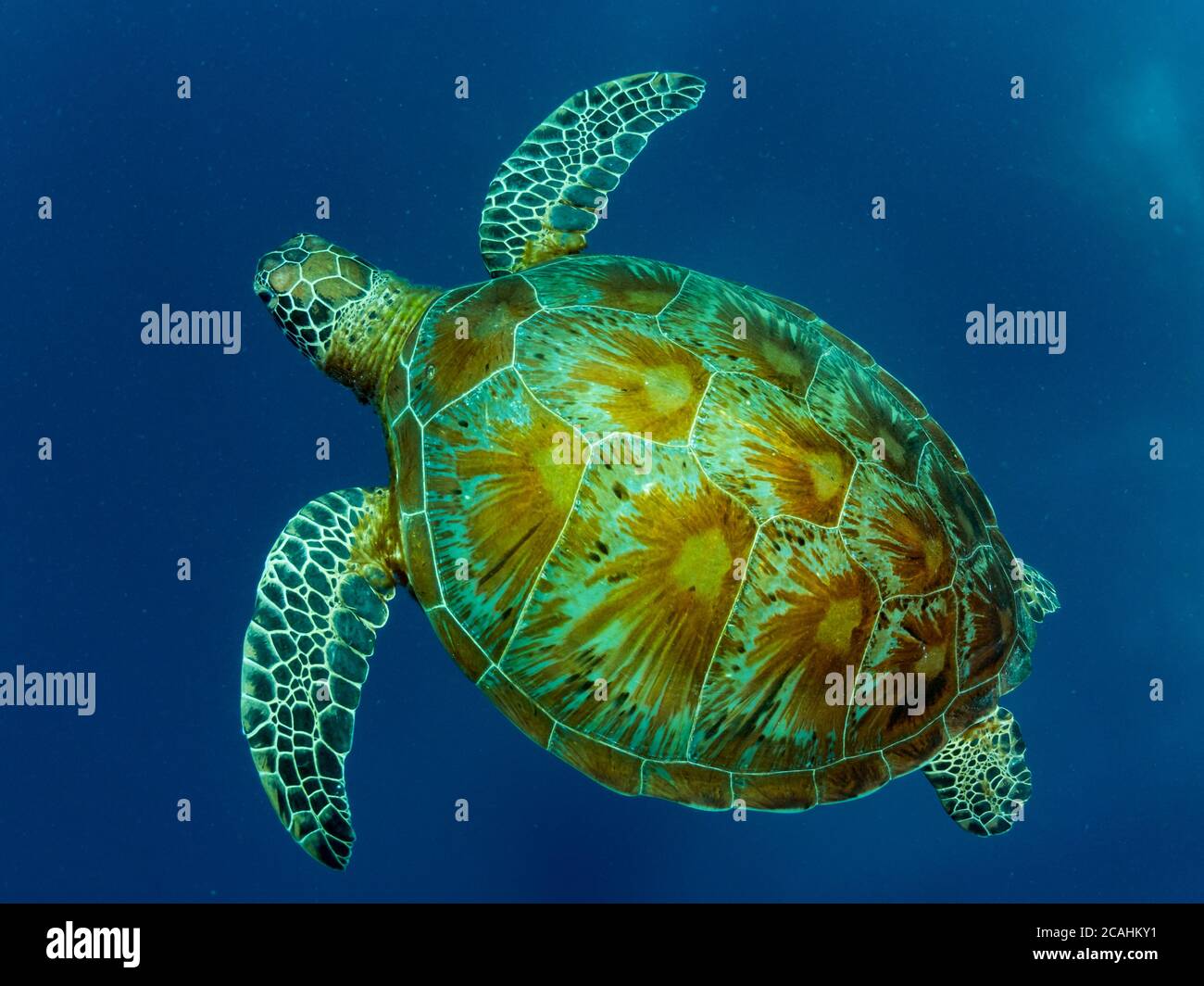 Green sea turtle in current hi-res stock photography and images - Alamy