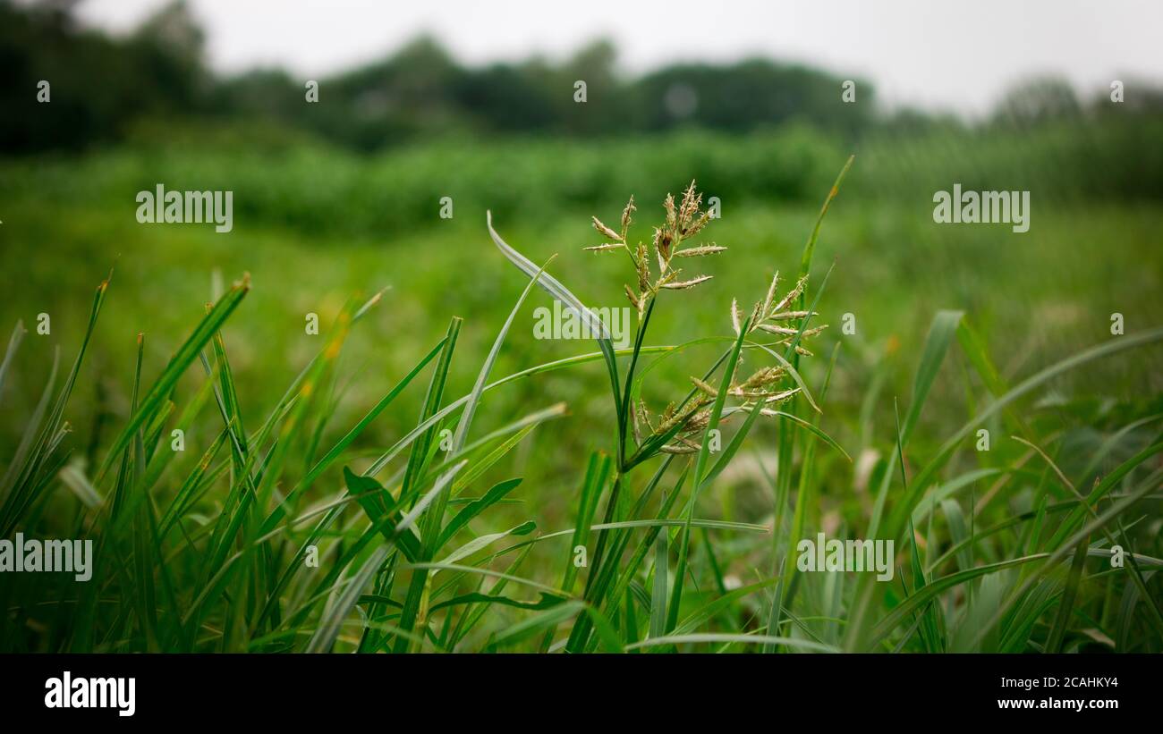 Natural Grass on the agriculture field Stock Photo - Alamy