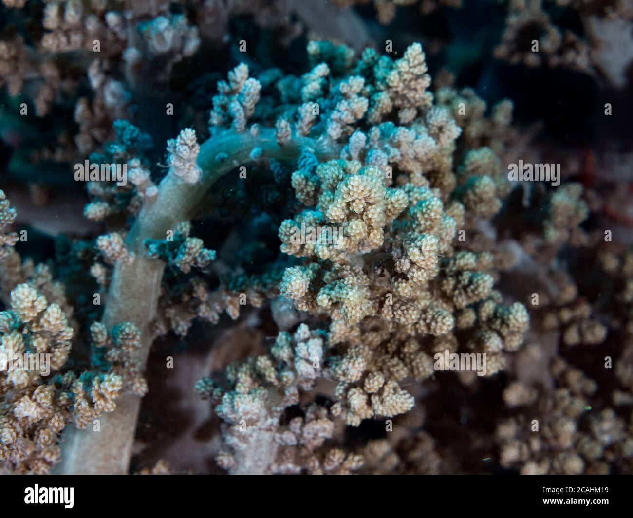 Colorful coral reef, underwater photo, Philippines Stock Photo - Alamy