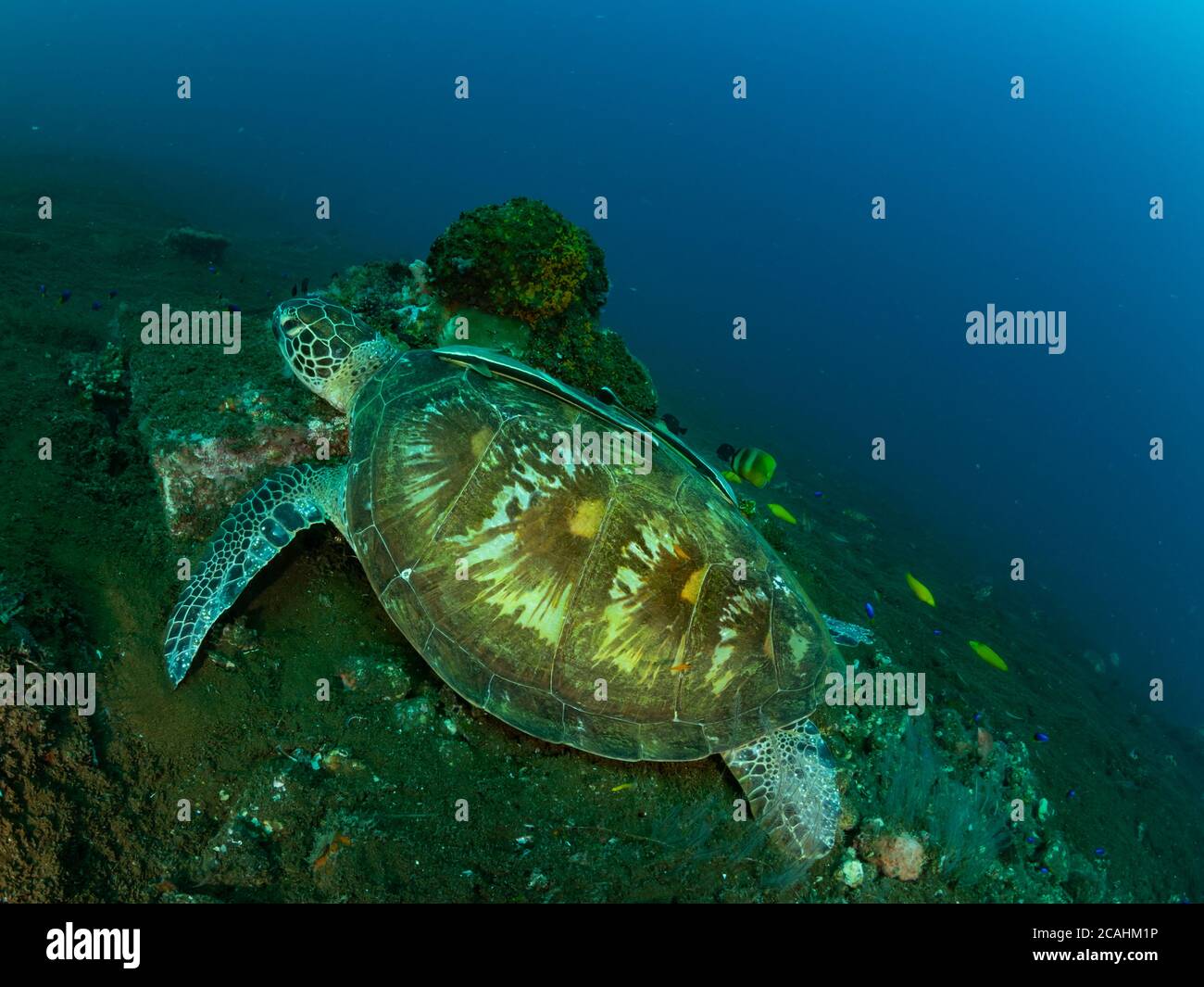 Turtle resting on the bottom of the ocean. Philippines Stock Photo - Alamy