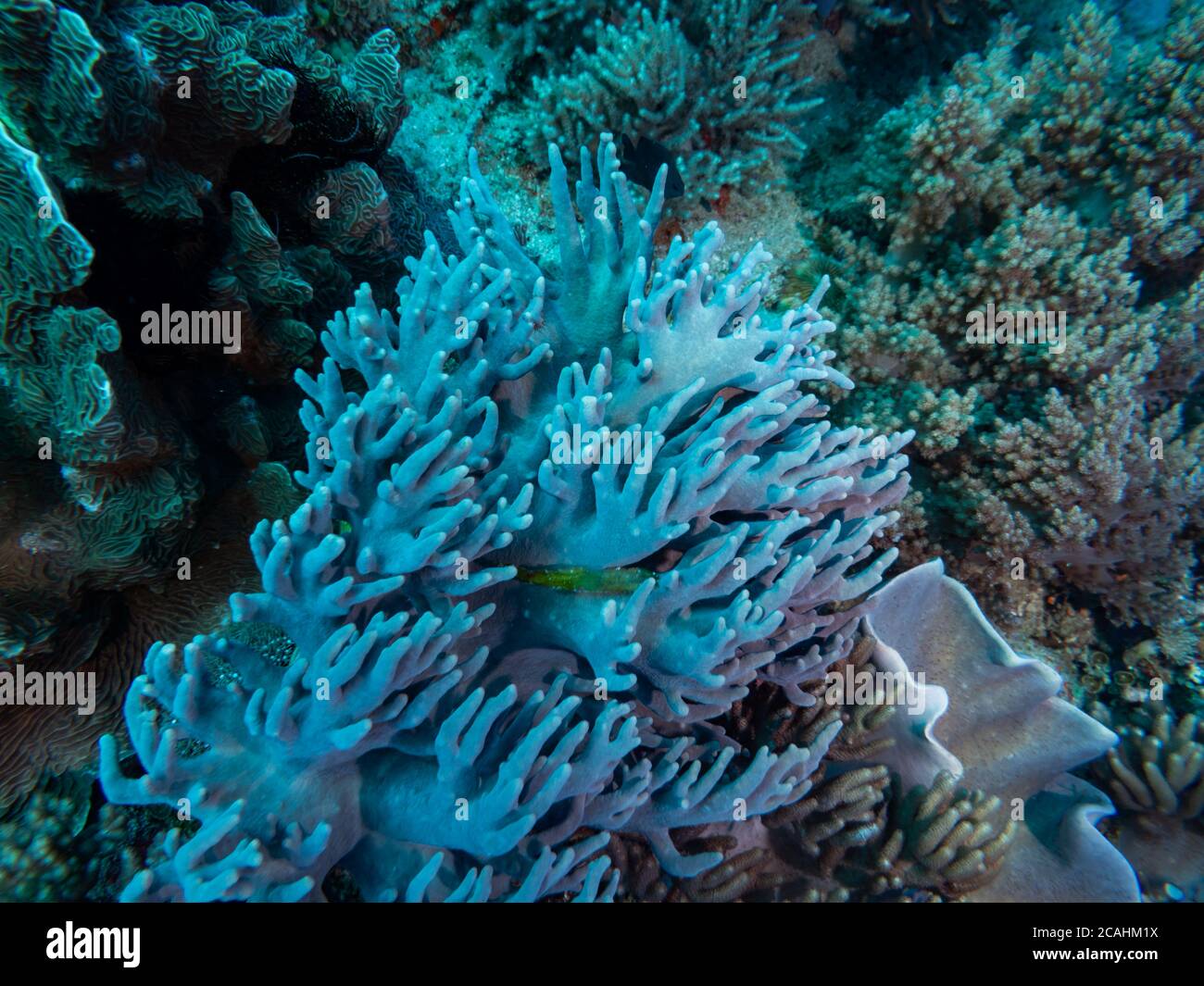 Colorful coral reef, underwater photo, Philippines Stock Photo - Alamy