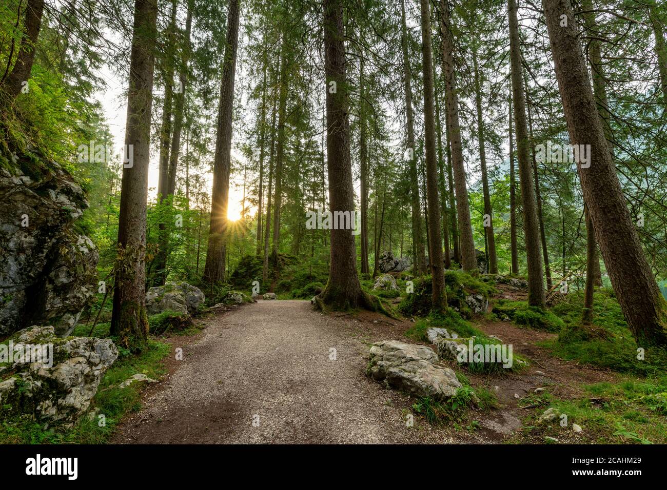 Experience the serene beauty of a German forest at dawn: soft light ...