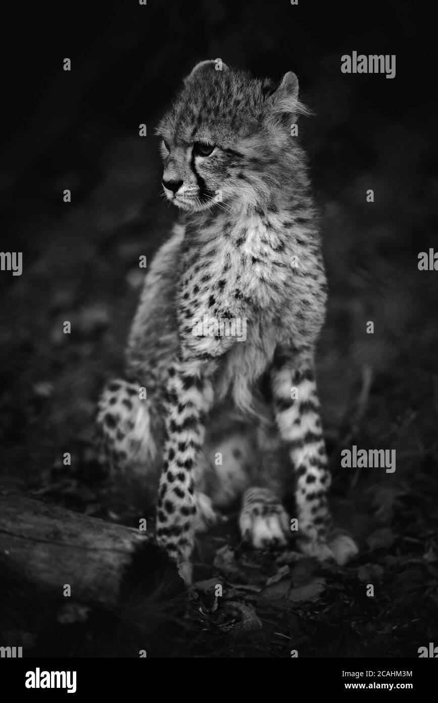 Grayscale vertical shot a cheetah cub sitting on a log Stock Photo - Alamy