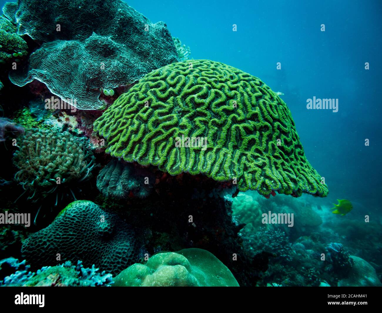 Colorful coral reef, underwater photo, Philippines Stock Photo - Alamy