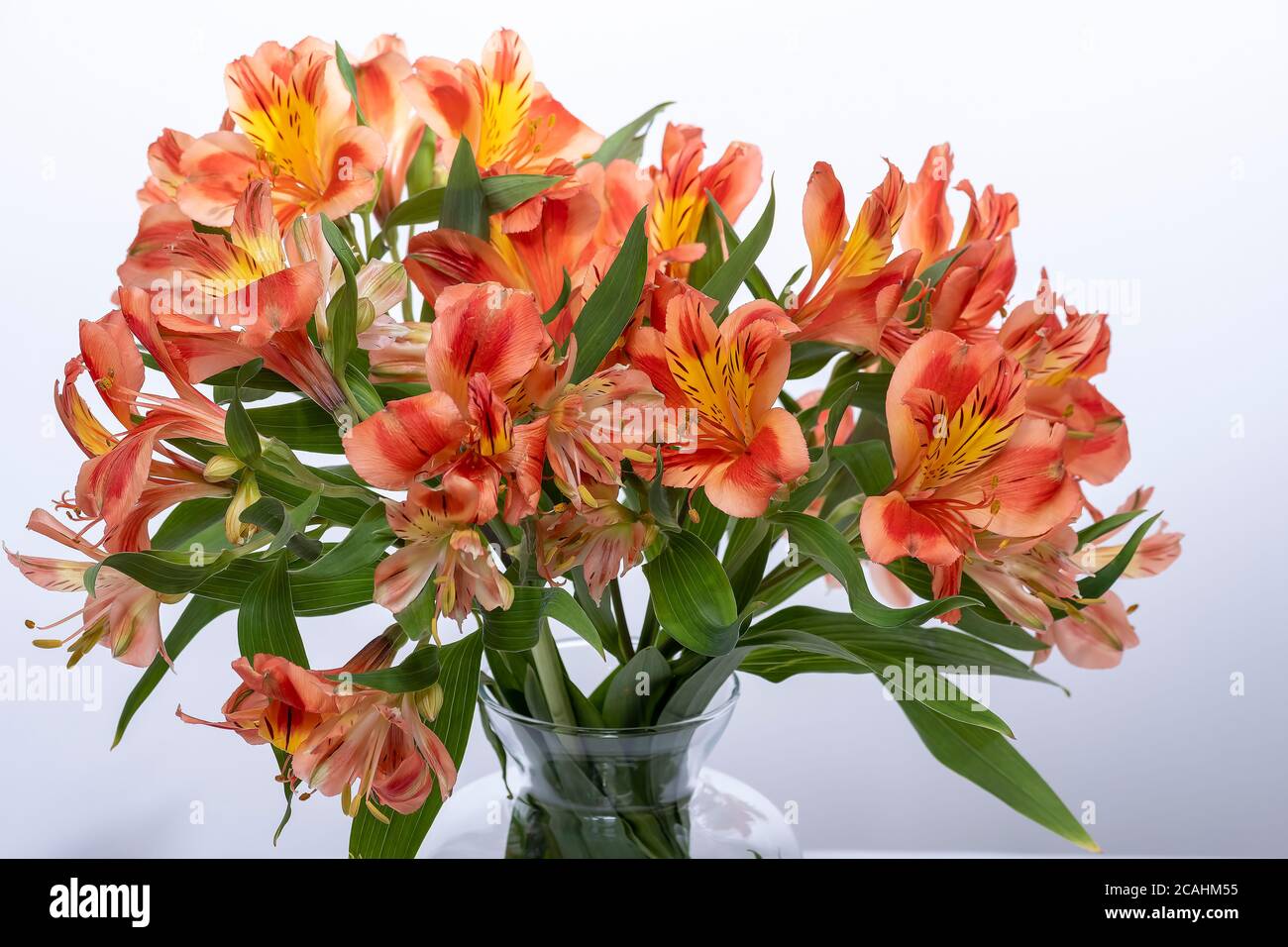 ASTROMELIA FLOWER ON WHITE BACKGROUND Stock Photo - Alamy