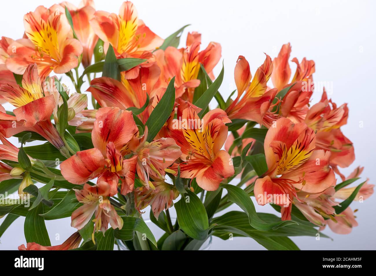 ASTROMELIA FLOWER ON WHITE BACKGROUND Stock Photo - Alamy