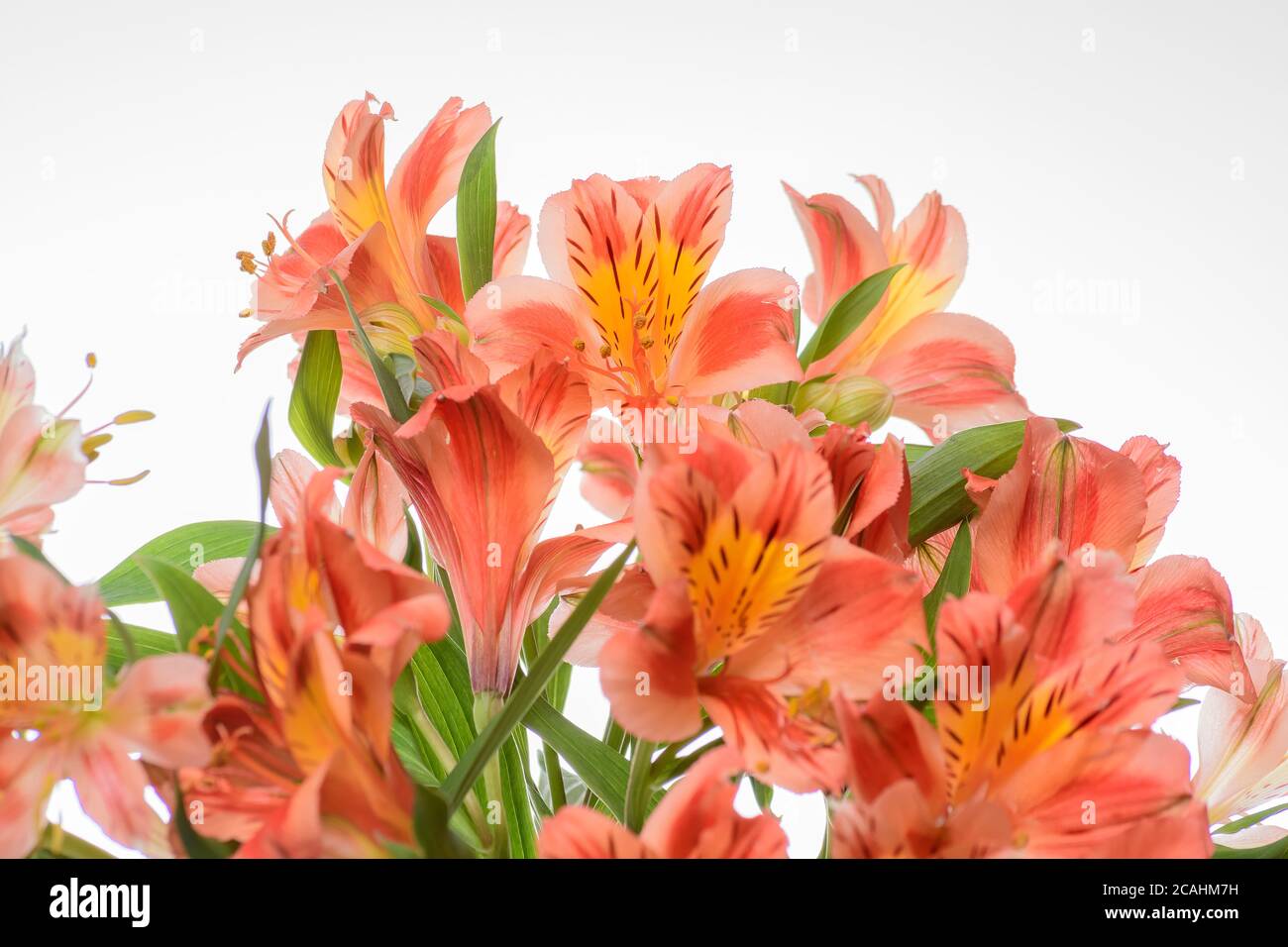 ASTROMELIA FLOWER ON WHITE BACKGROUND Stock Photo - Alamy