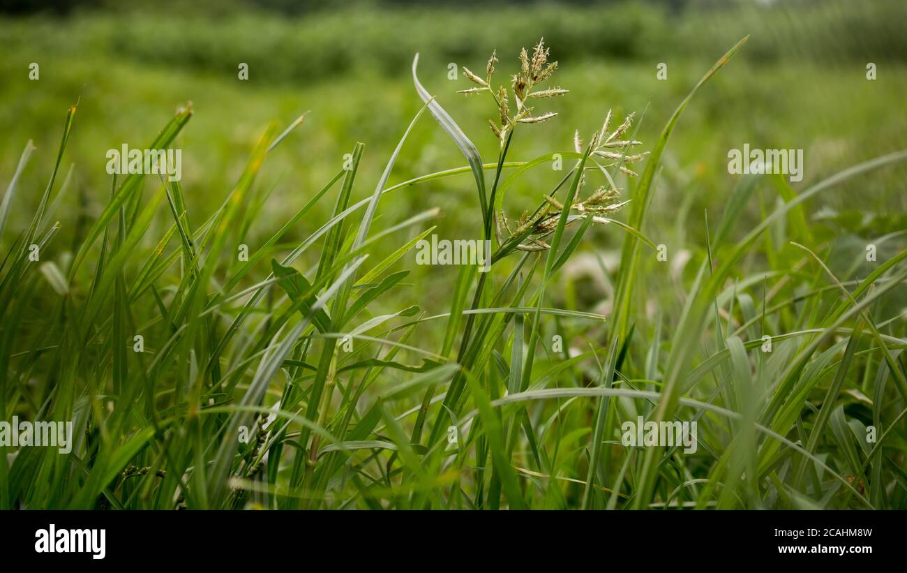 Natural Grass on the agriculture field Stock Photo - Alamy
