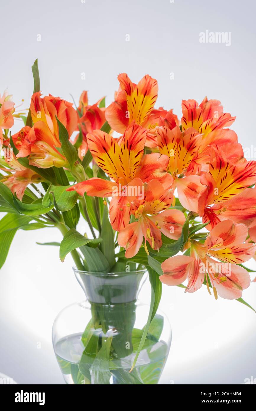 ASTROMELIA FLOWER ON WHITE BACKGROUND Stock Photo - Alamy