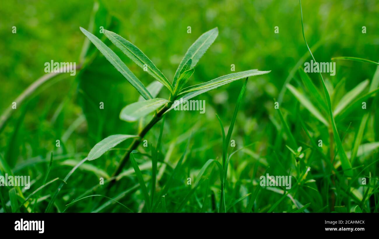 Agriculture farming country scenery hi-res stock photography and images ...