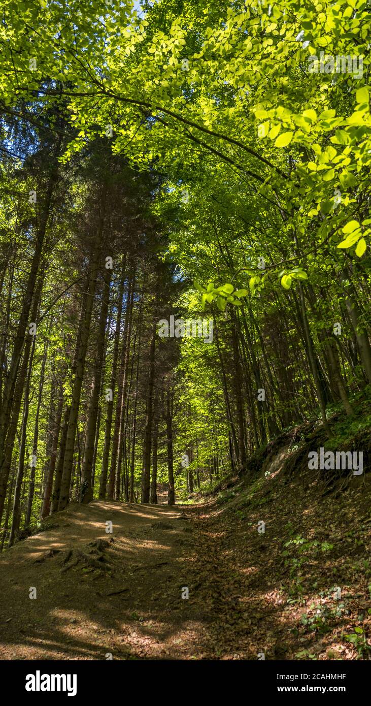 Vertical low angle shot of a trail in the forest Stock Photo - Alamy