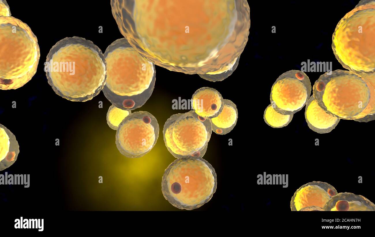 3D illustration of a cluster of Fat cells Stock Photo - Alamy