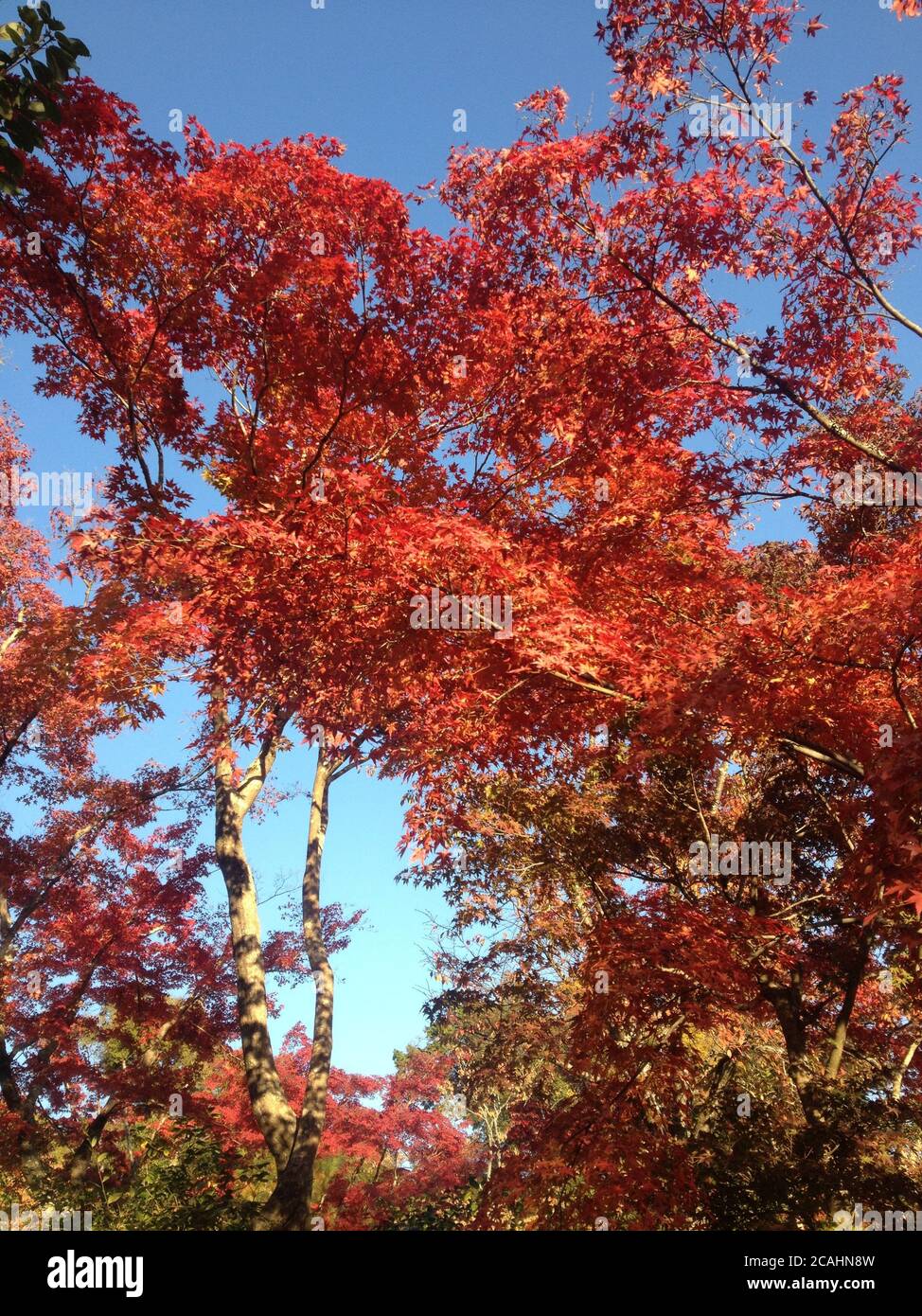 Vertical shot of beautiful trees with autumn leaves under a clear blue ...