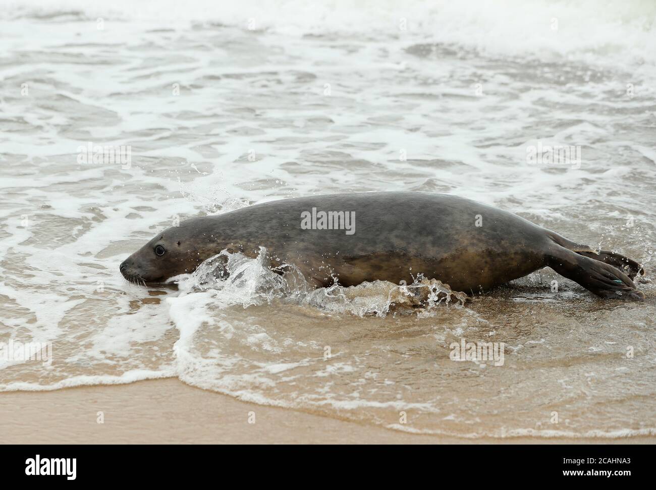 Scribbly Gum, an 8 month old grey seal, is released on a beach in ...
