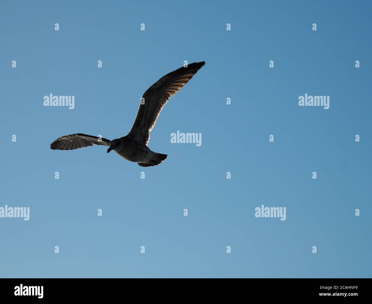 Pigeon flying high angle hi-res stock photography and images - Alamy