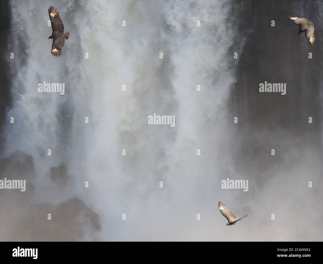 Flock of eagles flying near a beautiful powerful waterfall Stock Photo ...