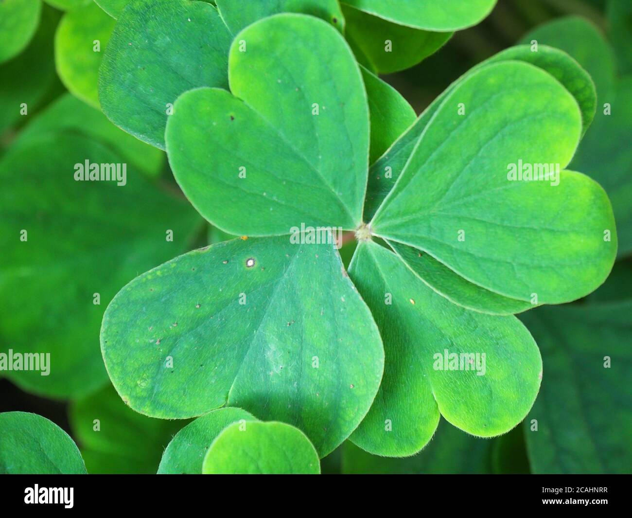 Lush green grass clovers hi-res stock photography and images - Alamy