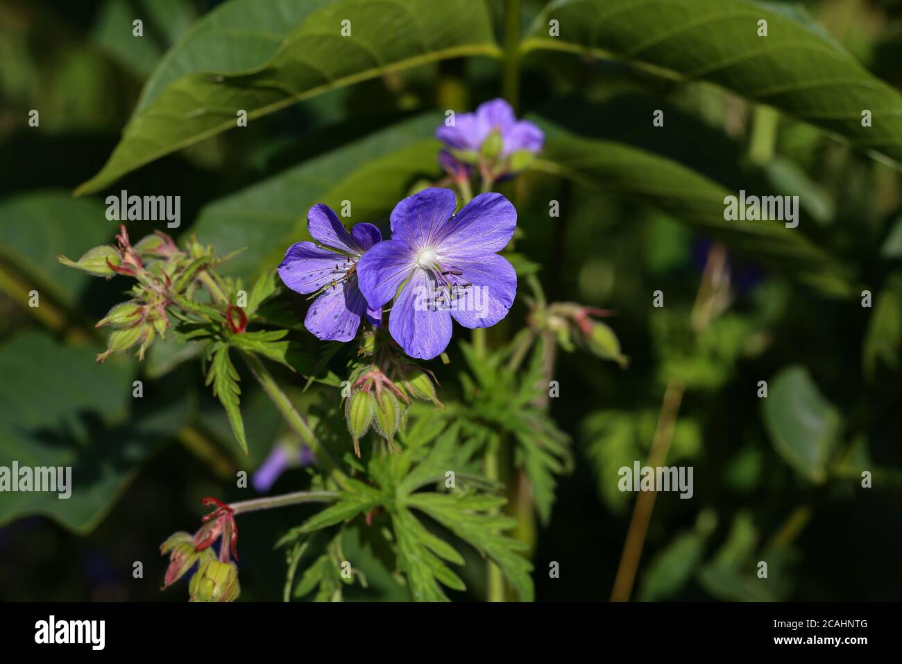 Delicate blue flowers of the meadow geranium Stock Photo - Alamy