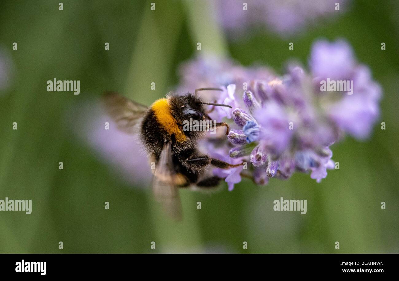 Bumblebee on lavender in Magdeburg, Germany. The wings and eyes are ...