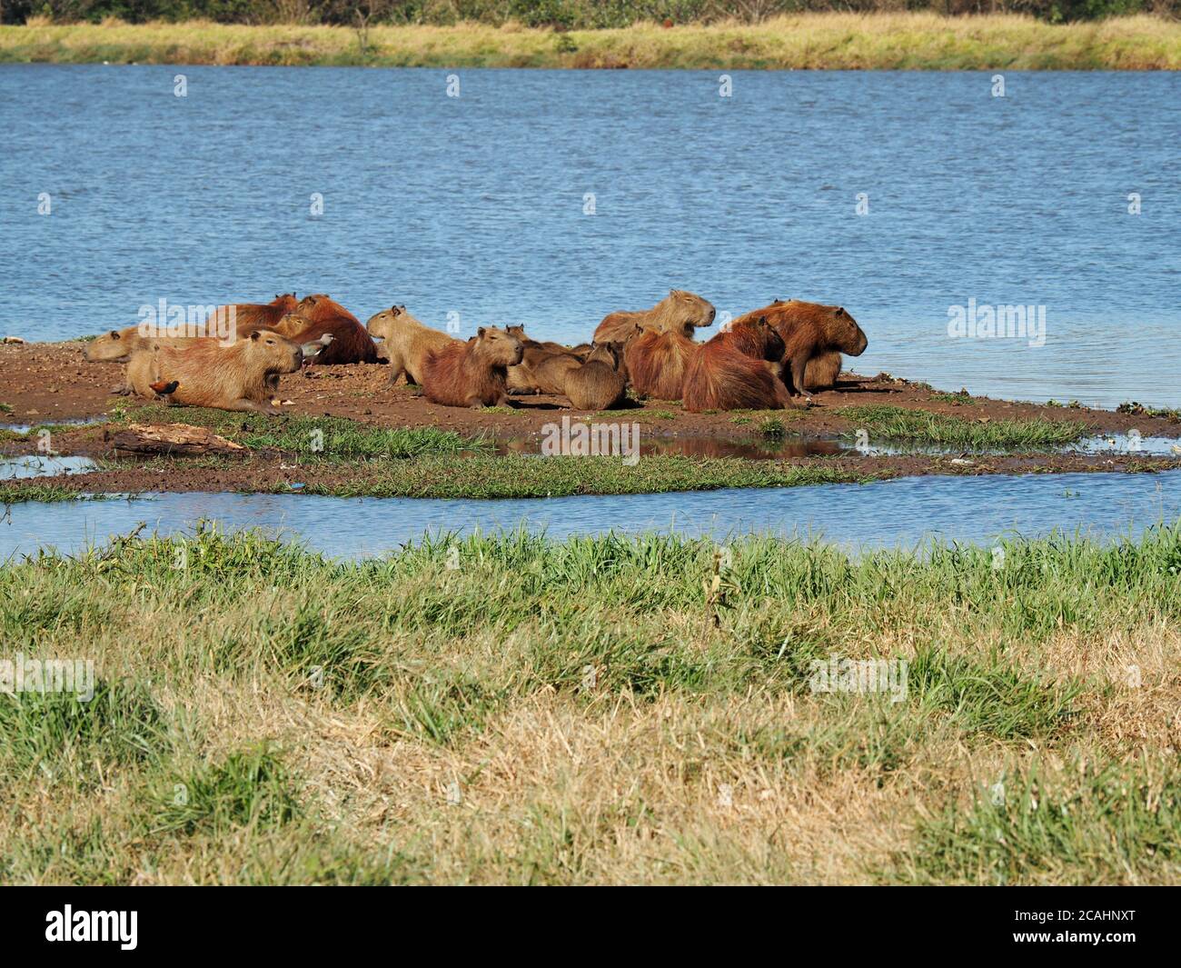 Group of capybara hanging out at a lake at daytime Stock Photo - Alamy