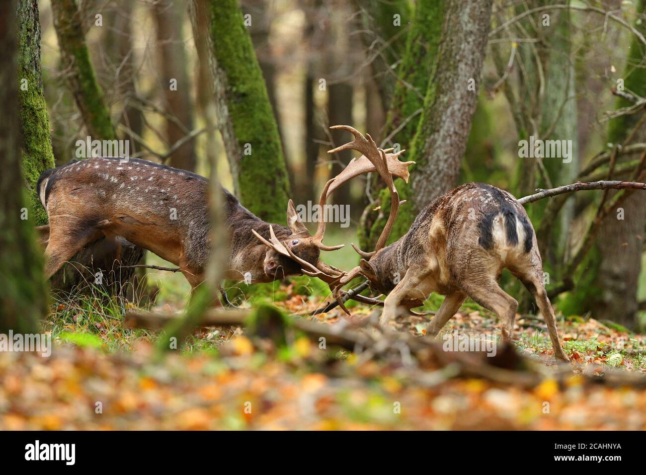 Proud stags hi-res stock photography and images - Alamy