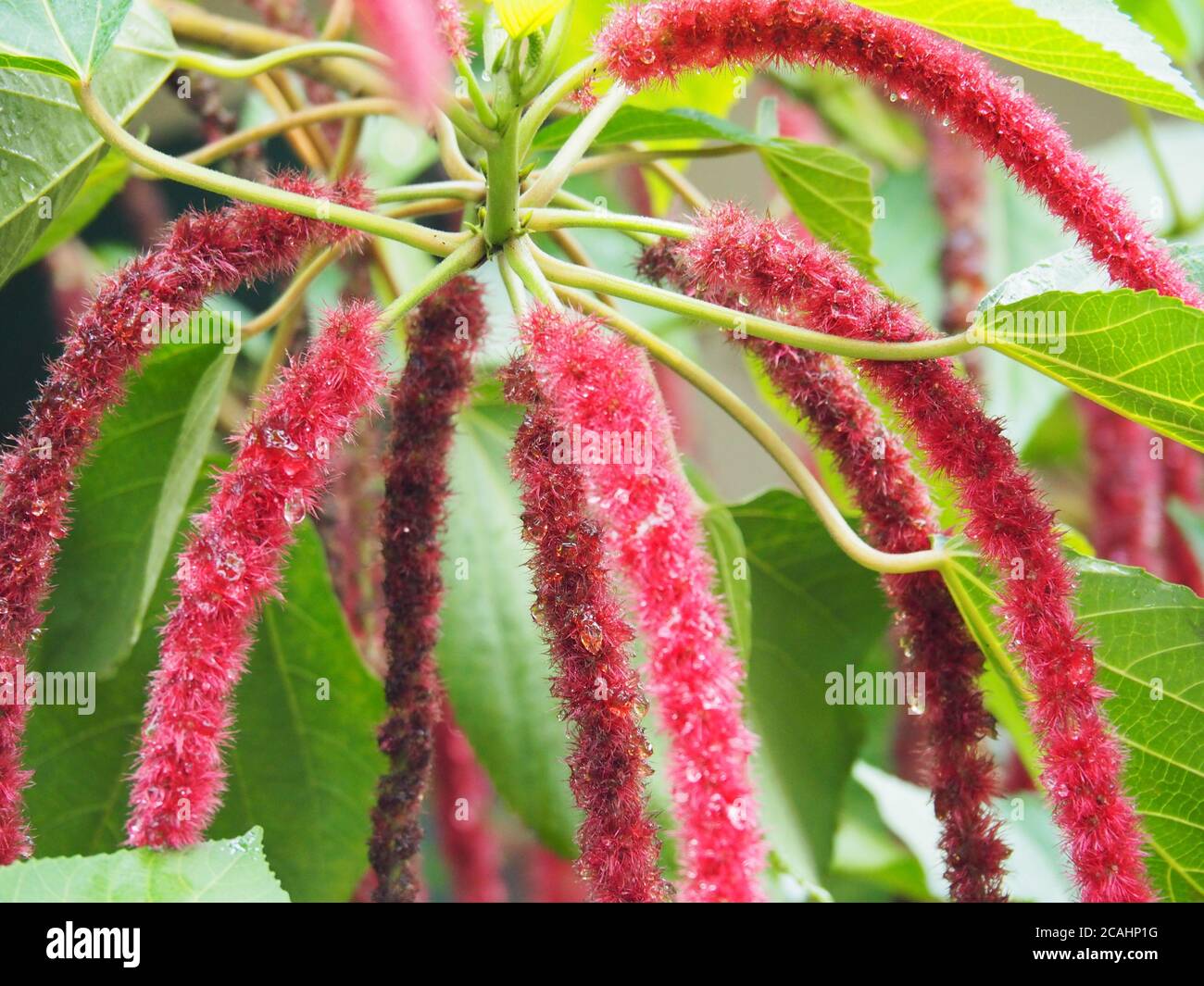 Bleeding rose hi-res stock photography and images - Alamy
