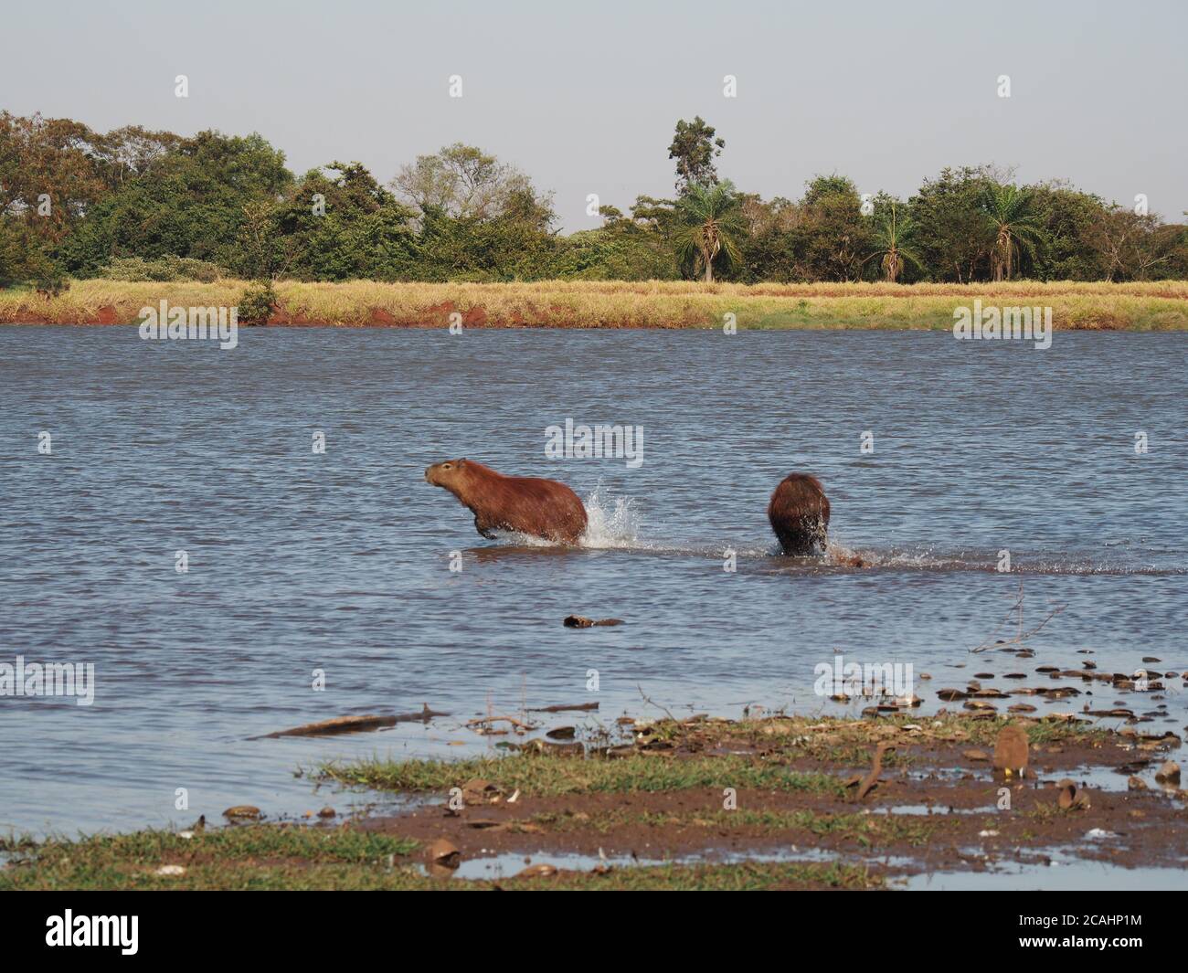 A Group Of Capybara High Resolution Stock Photography and Images - Alamy