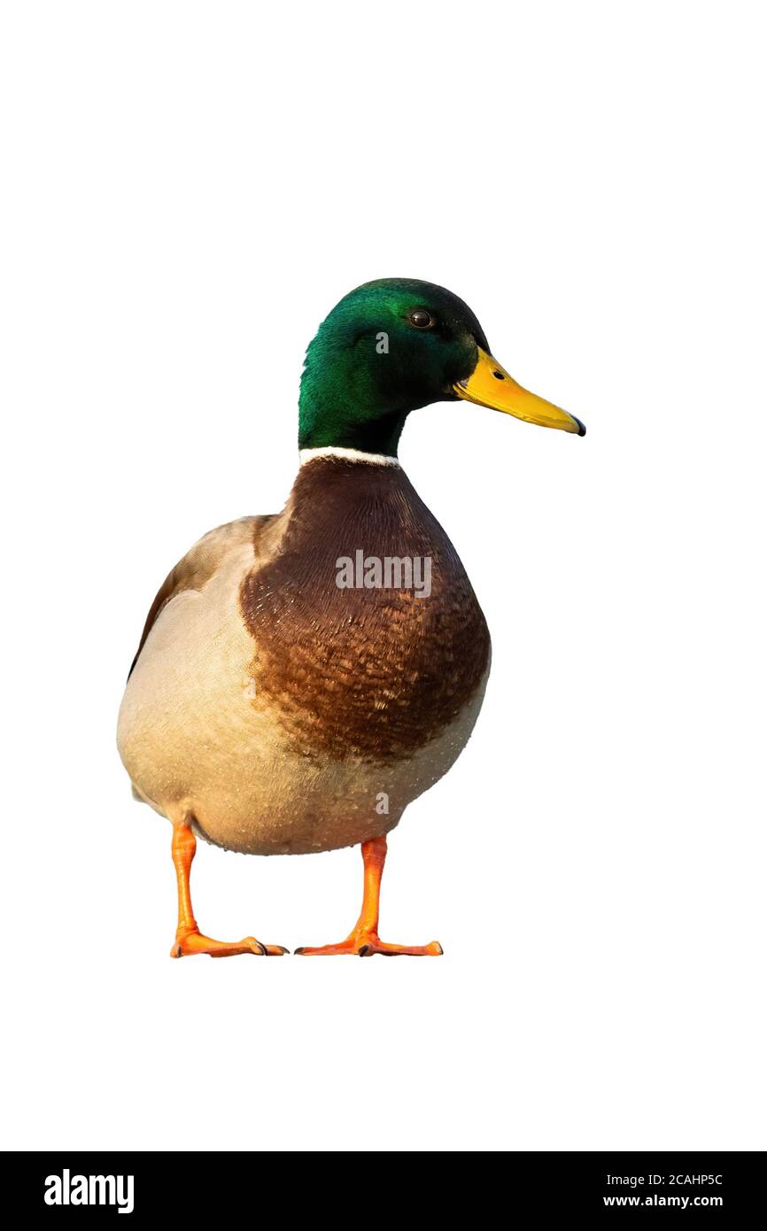 Male mallard standing from front view in vertical composition isolated ...