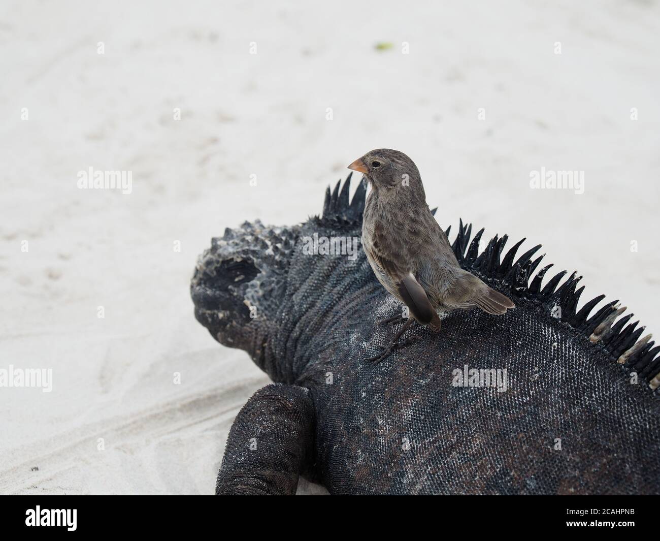 Blue iguana habitat hi-res stock photography and images - Alamy