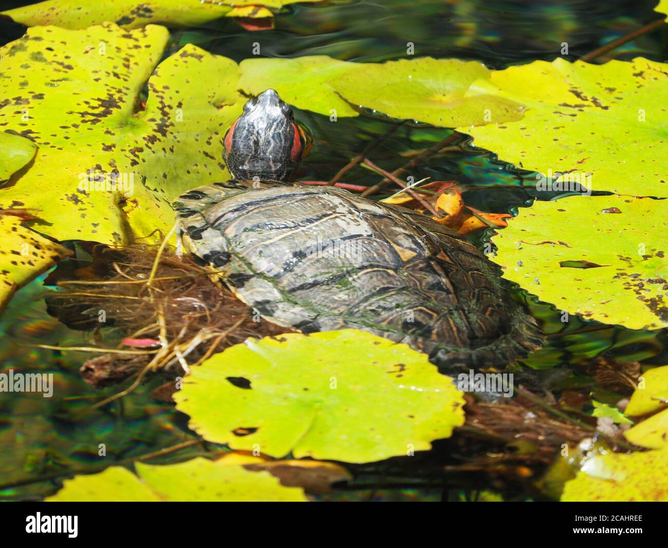 Turtle swimming in lake blue hi-res stock photography and images - Alamy