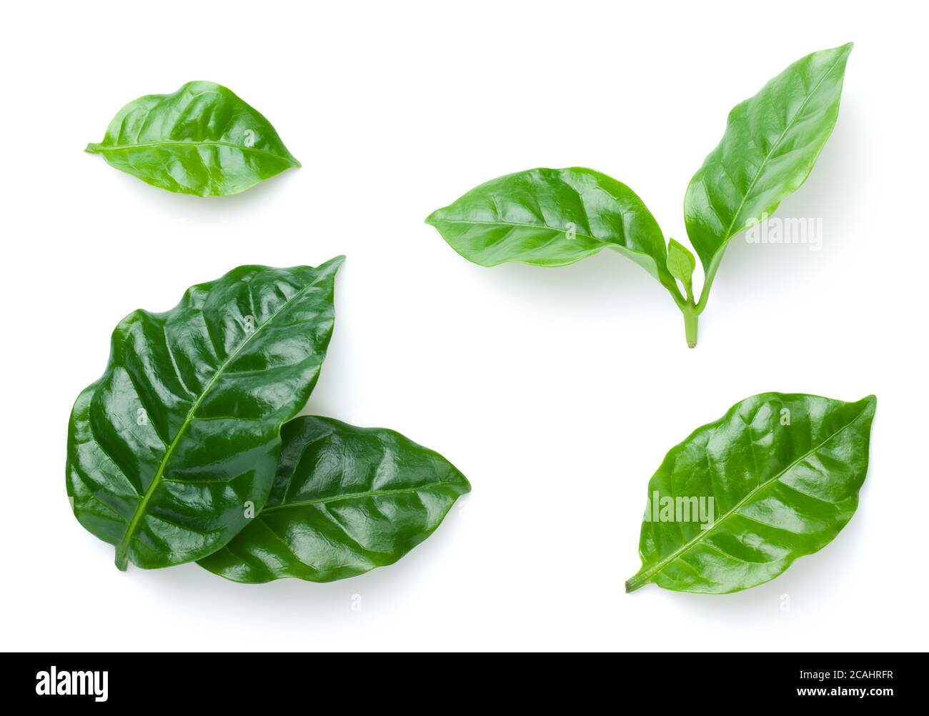 Fresh coffee leaves isolated on white background. Top view Stock Photo ...
