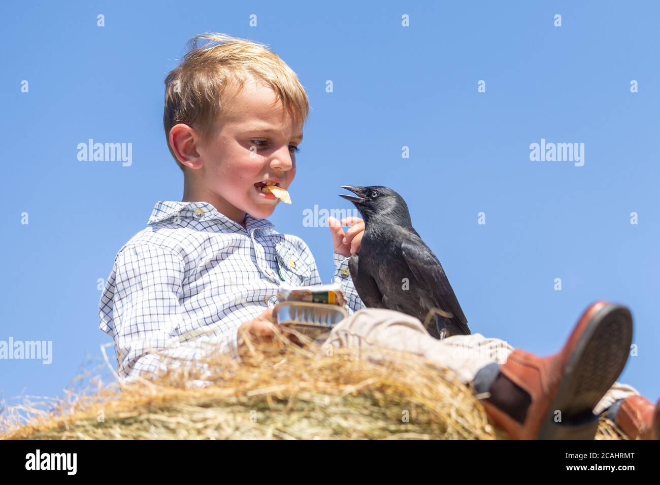 4 Year Old Boy With A Pet Jackdaw Bird UK Stock Photo Alamy 4-year-old-boy-with-a-pet-jackdaw-bird-uk-stock-photo-alamy