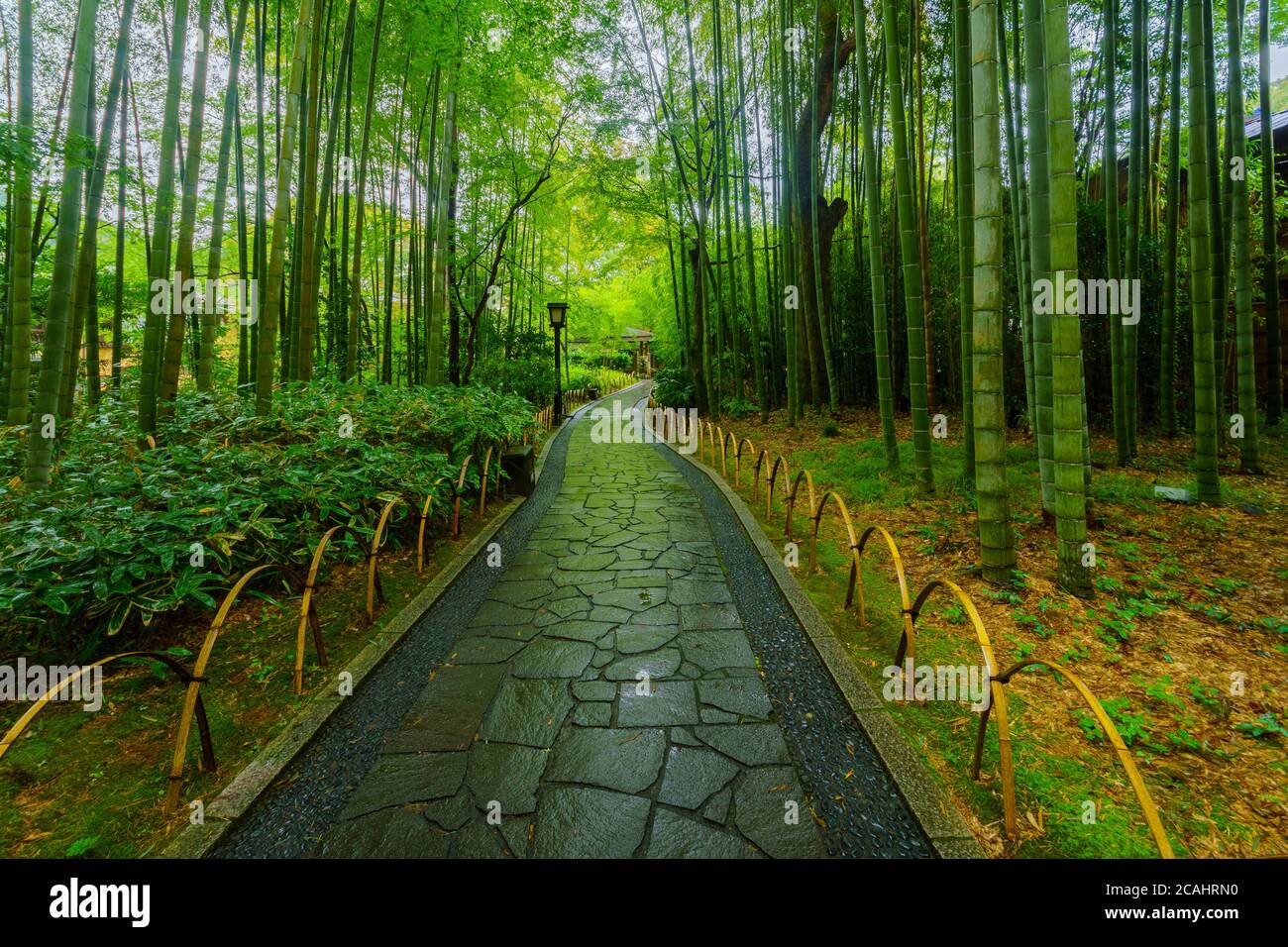 View of the small bamboo forest, in Shuzenji, Izu Peninsula, Japan ...