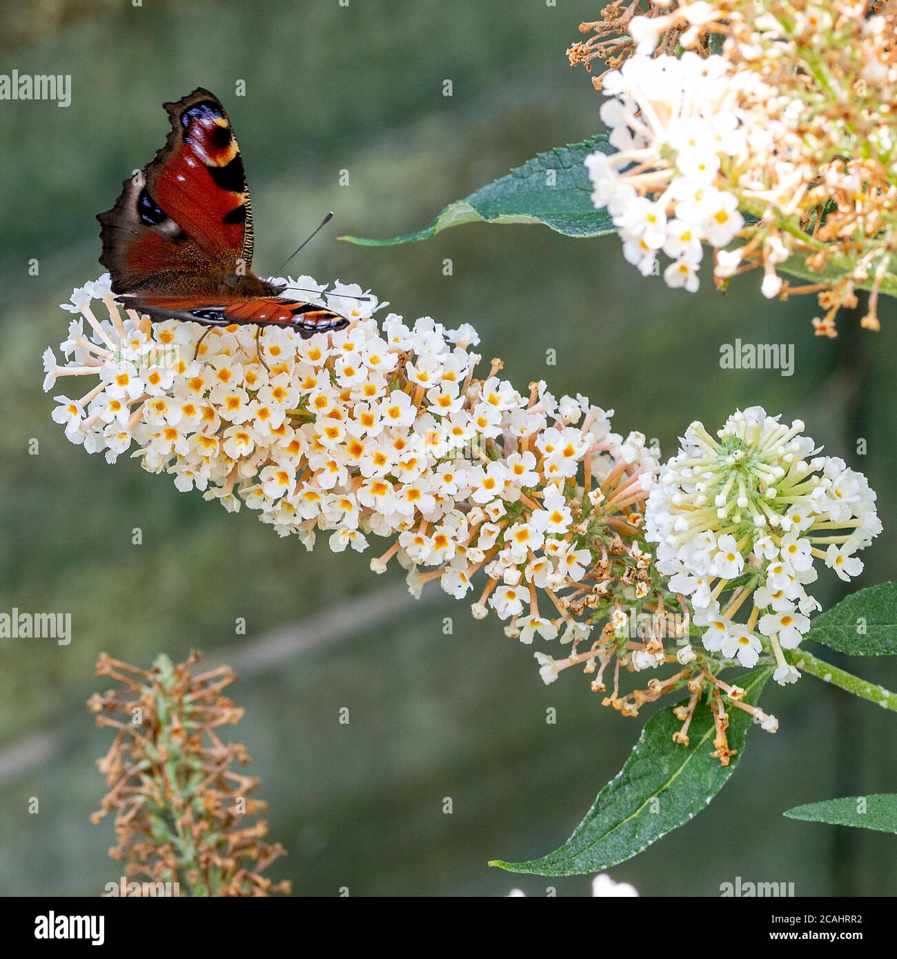 Attracts nectar feeding insects hi-res stock photography and images - Alamy