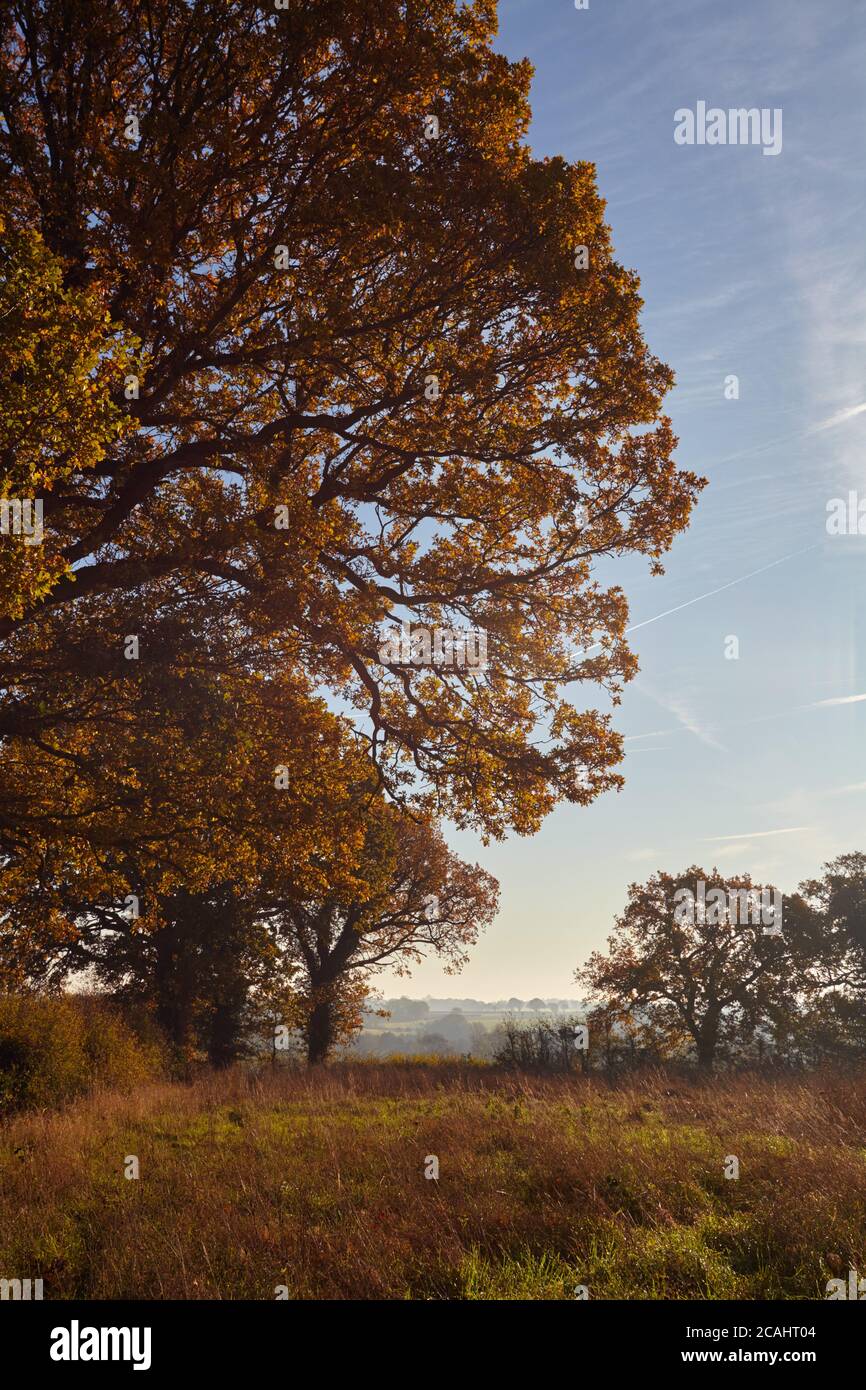Oak trees england hi-res stock photography and images - Alamy