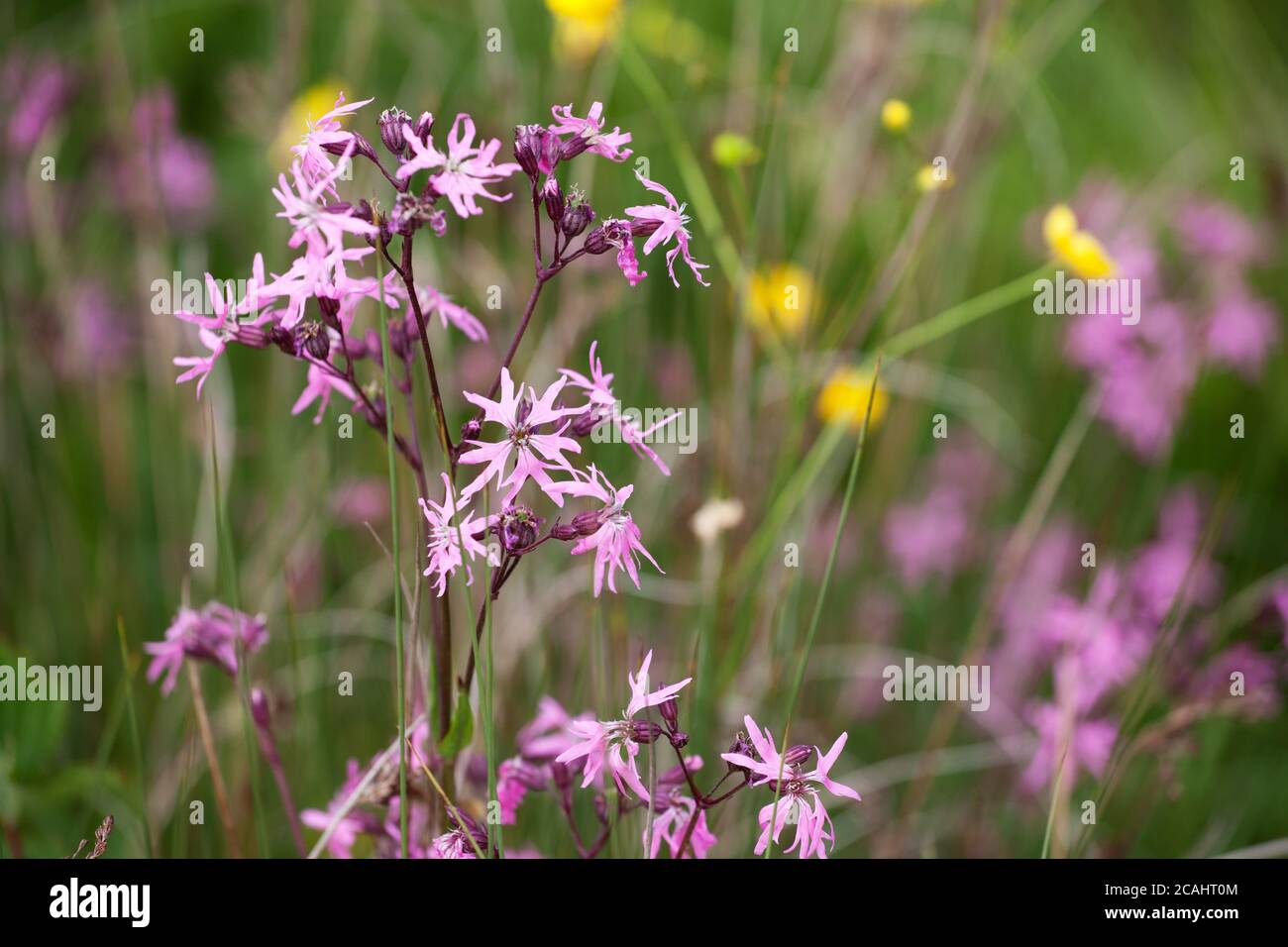 Robin Flower High Resolution Stock Photography and Images - Alamy