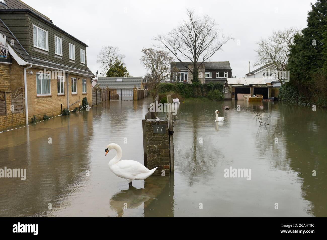 A swan swimming in the flooded Chertsey Lane, Egham Hythe, Surrey ...