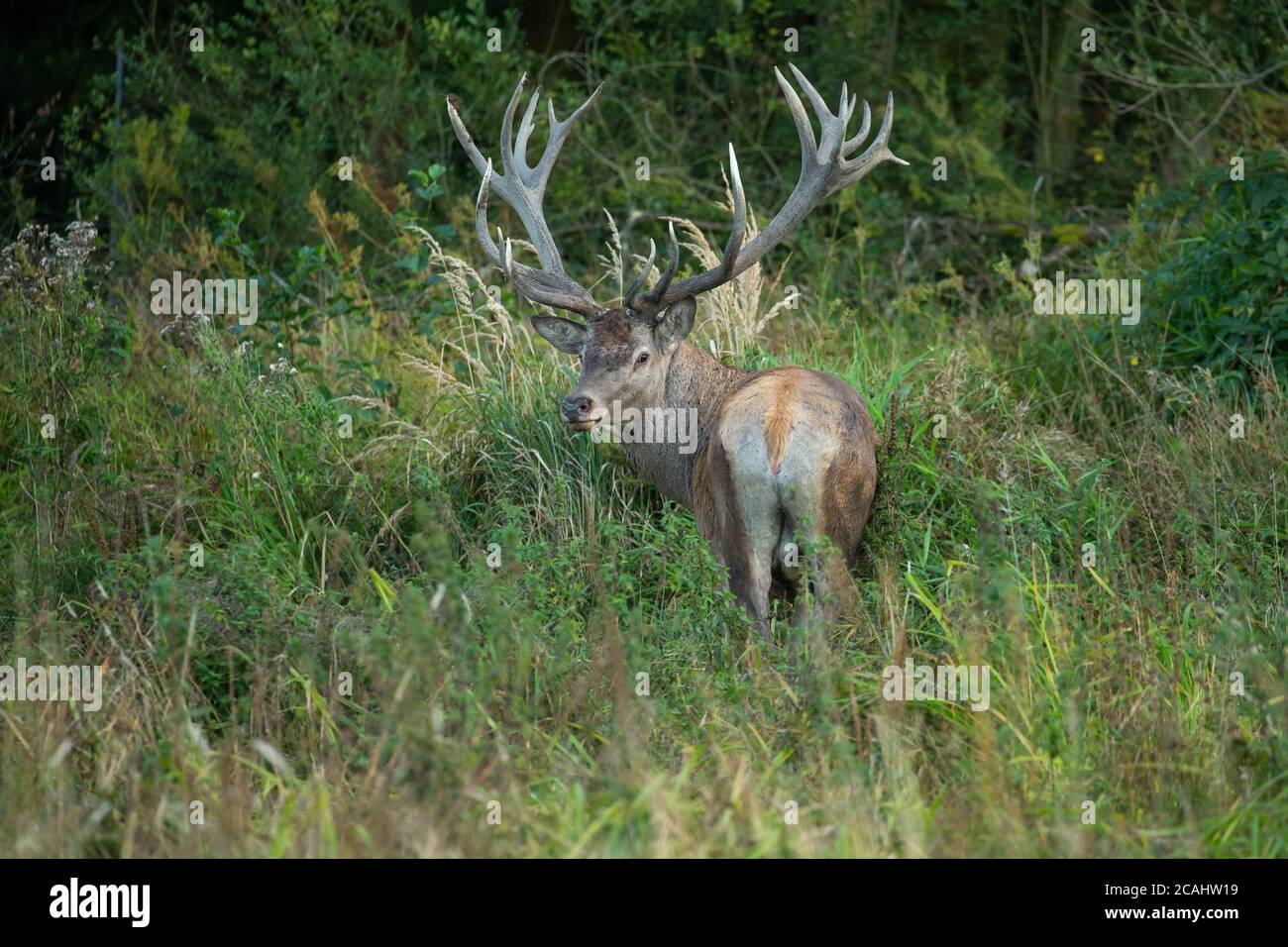 Red deer in the nature habitat during the deer rut Stock Photo - Alamy