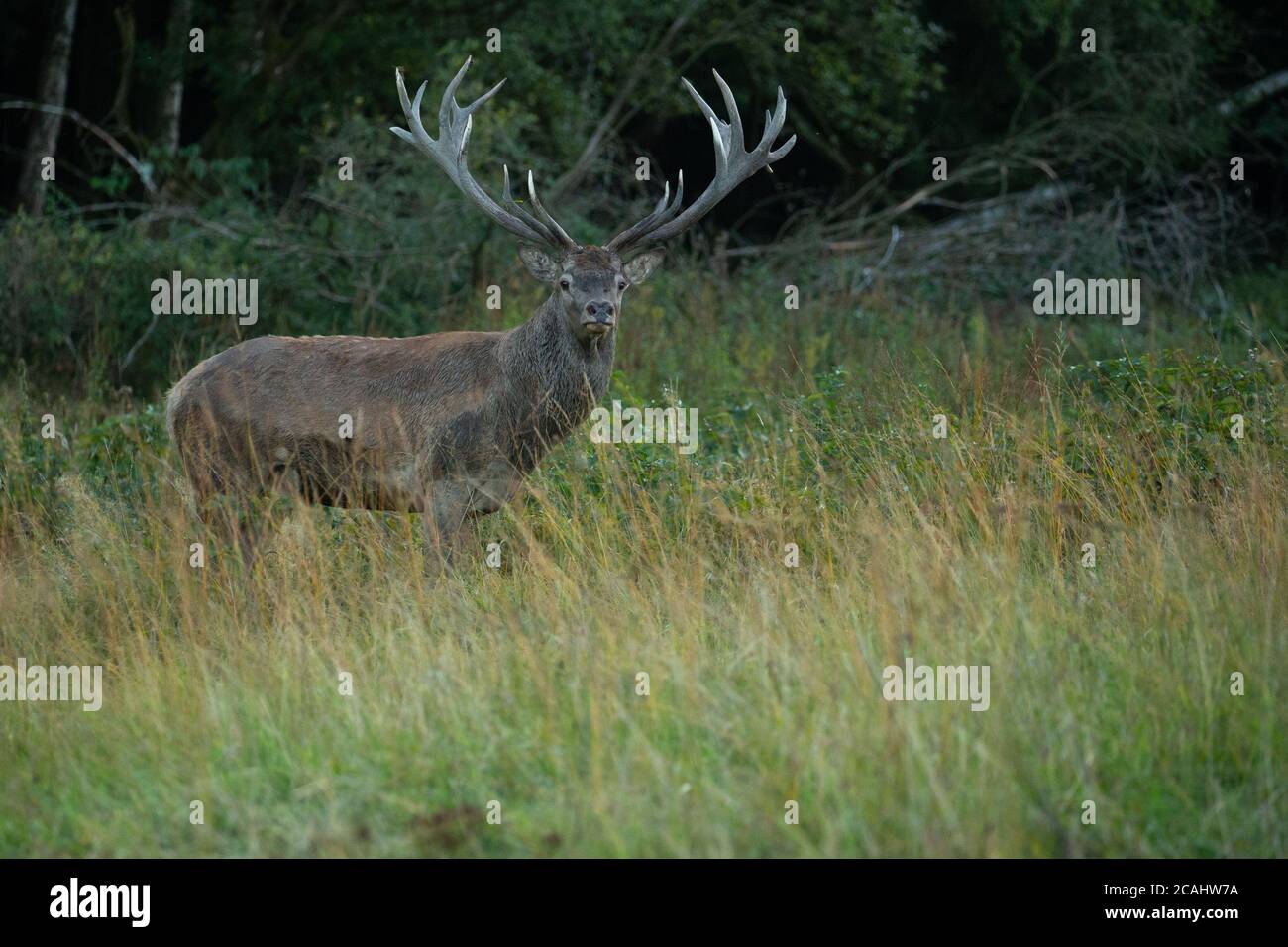 Red deer in the nature habitat during the deer rut Stock Photo - Alamy