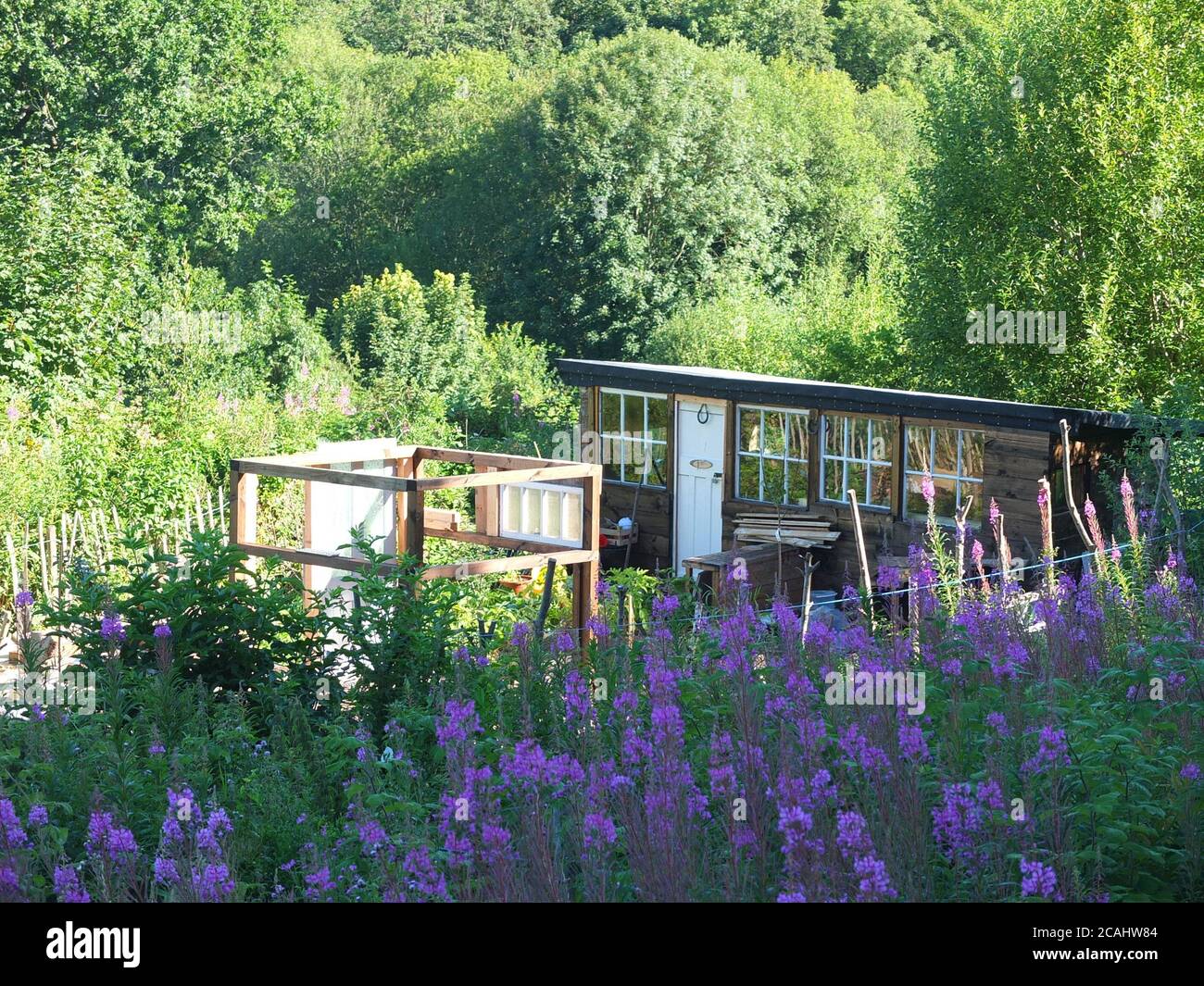 Allotment overgrown hi-res stock photography and images - Alamy