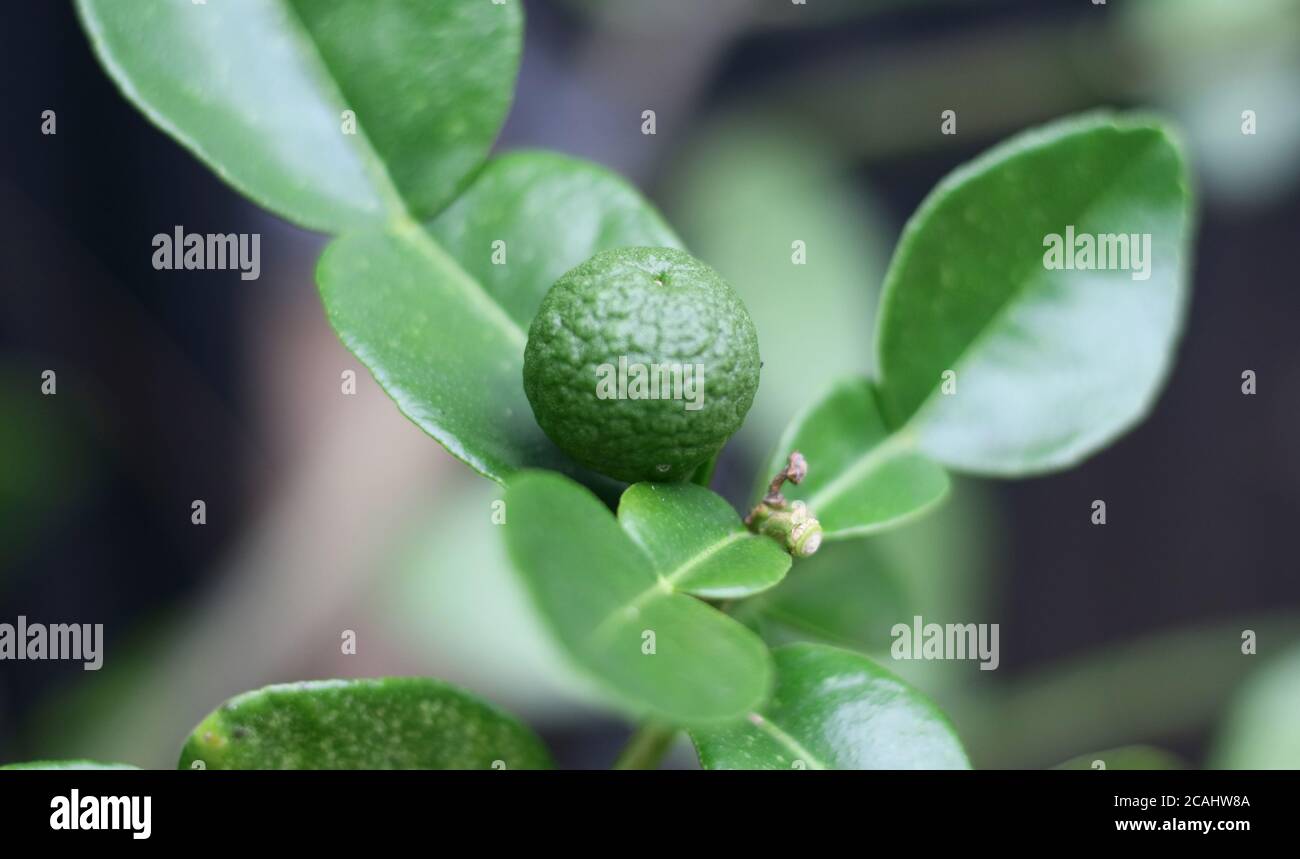 Ye cheng hi-res stock photography and images - Alamy