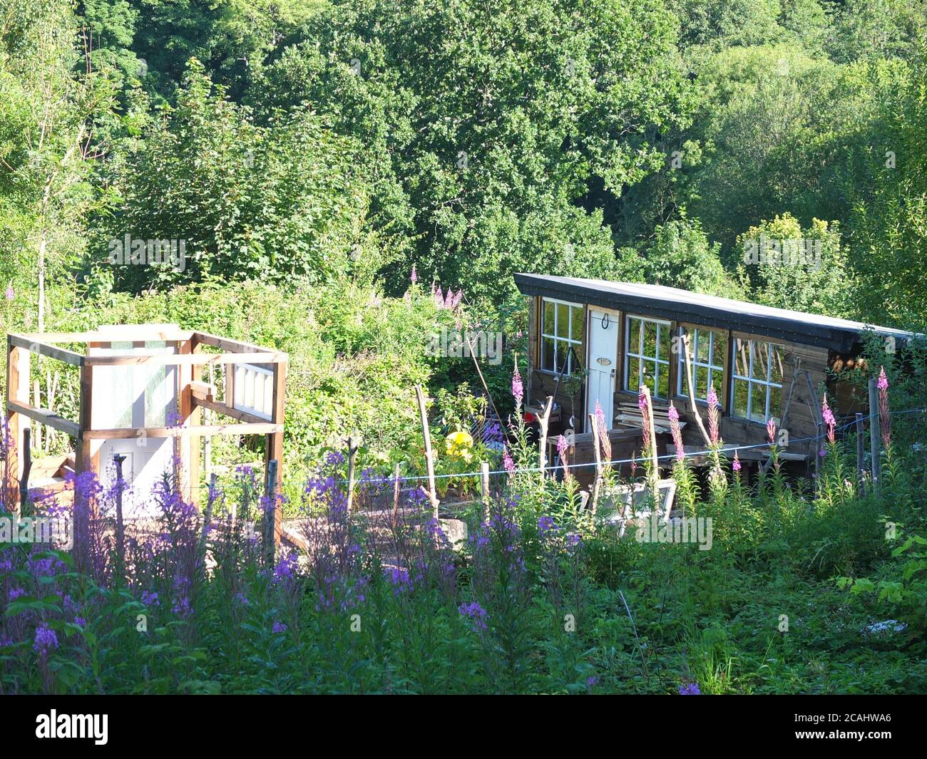The sun shining on an allotment hut in the Rivelin Valley in Sheffield ...