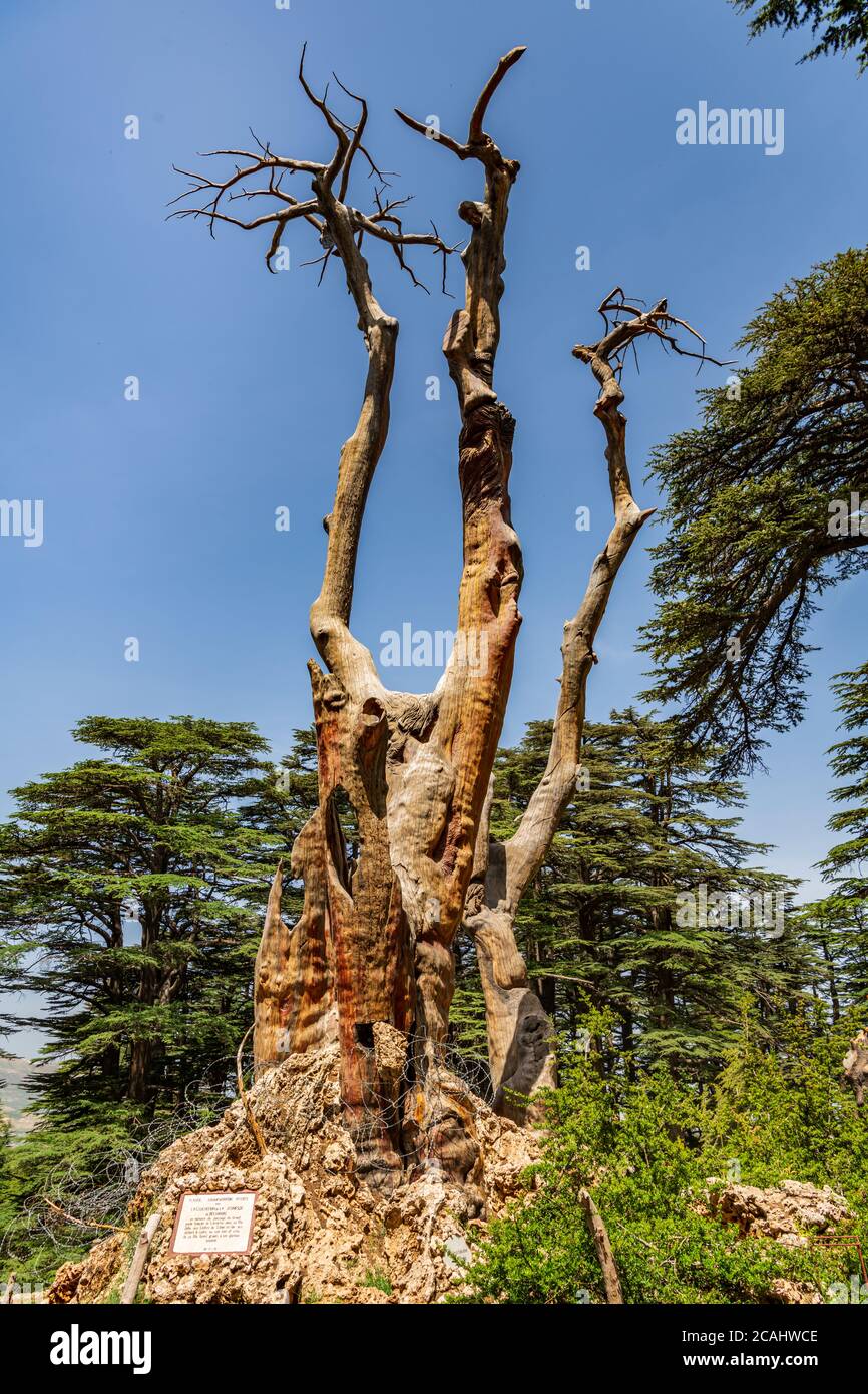Bark trunk cedar lebanon tree hi-res stock photography and images - Alamy