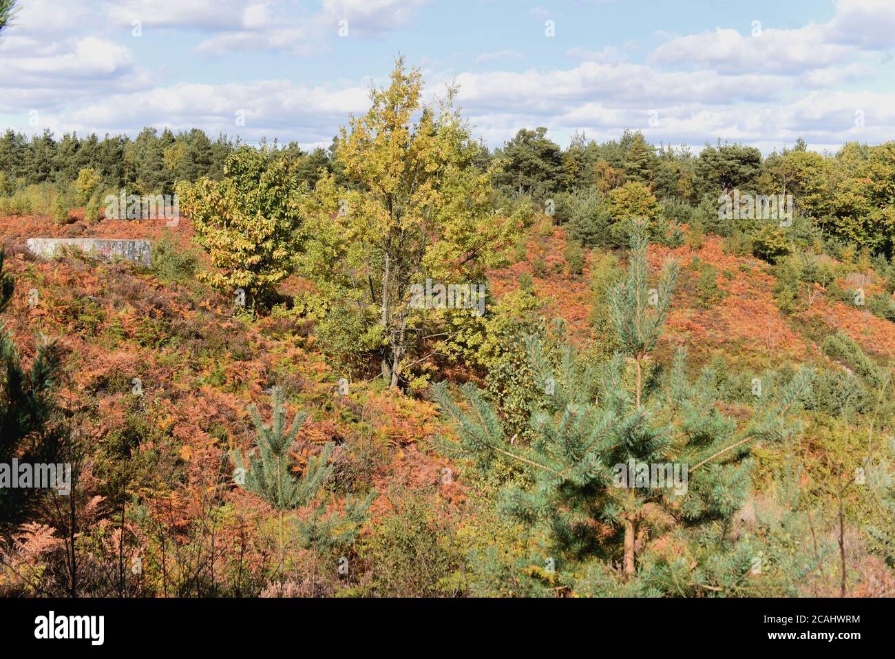 Stand out colours hi-res stock photography and images - Alamy