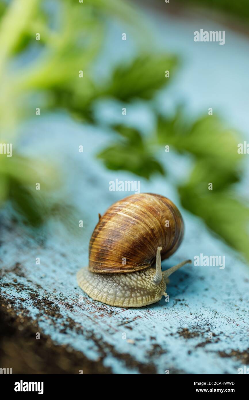 Plate of snail in shell hi-res stock photography and images - Alamy