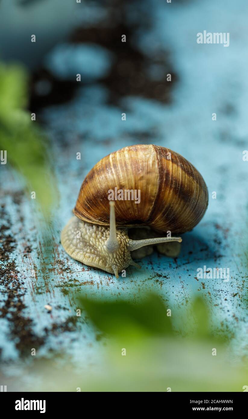 Food in plant slime hi-res stock photography and images - Alamy