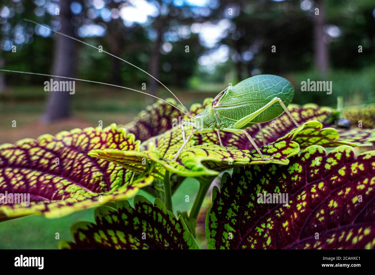 Coleosaurus hi-res stock photography and images - Alamy