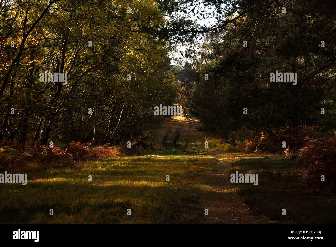 Bagshot park hi-res stock photography and images - Alamy