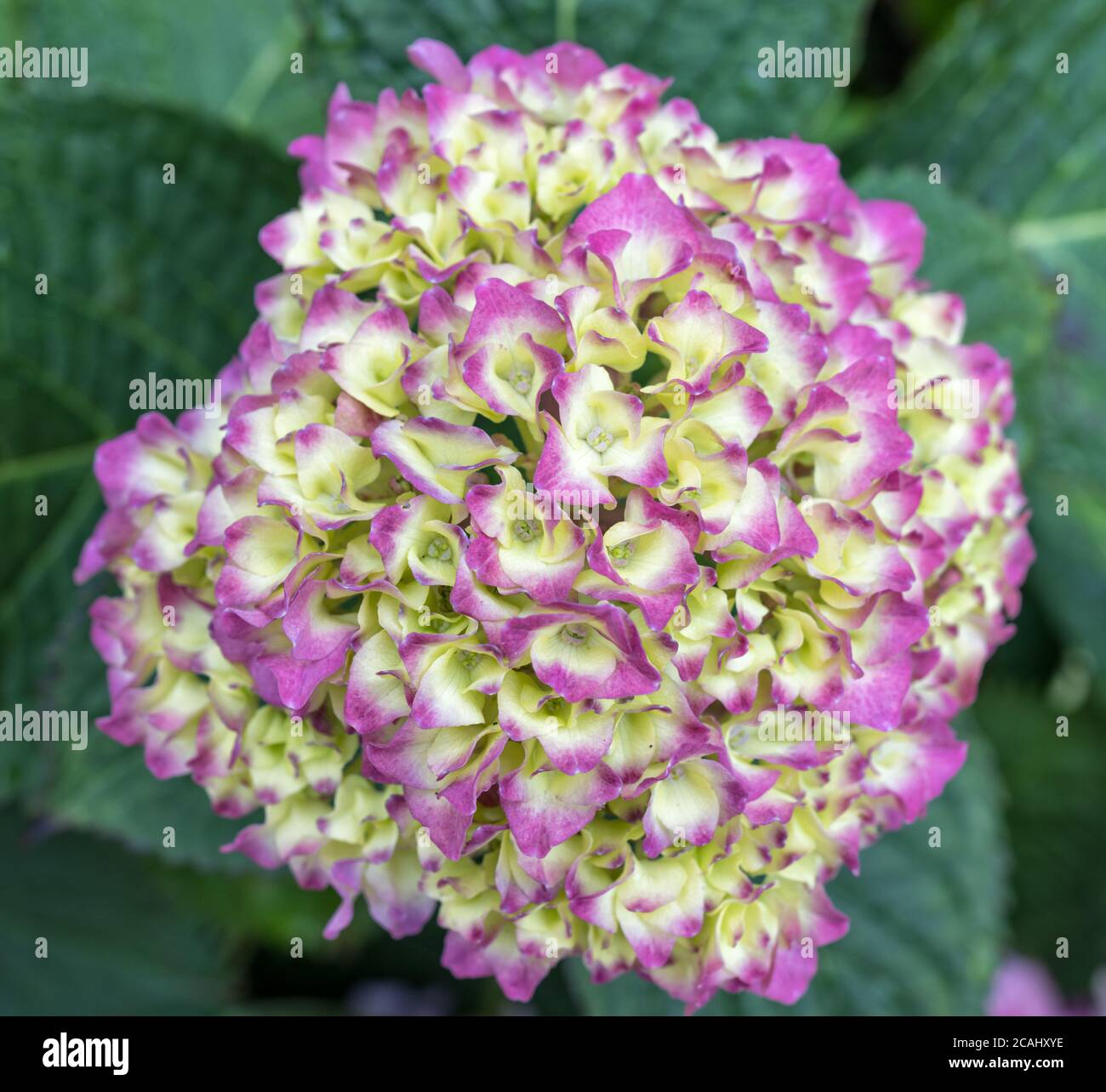 Hydrangeas in english country garden hi-res stock photography and ...